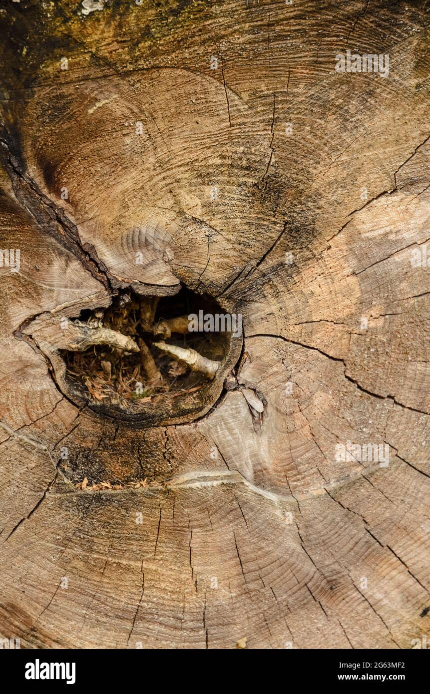 Rotting wooden structure hi-res stock photography and images - Alamy