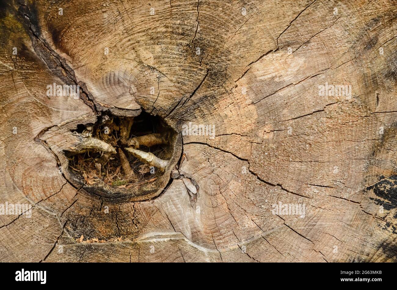 Close-up view of cross-section of an old tree trunk in a forest, wooden ...