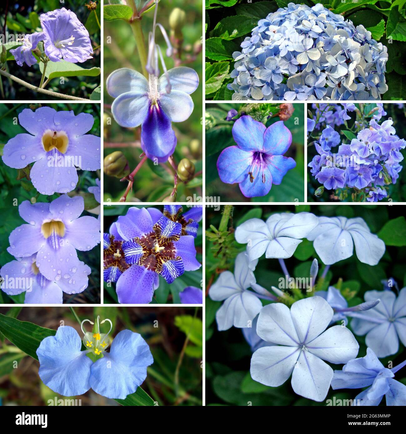 Set of blue flowers Stock Photo - Alamy