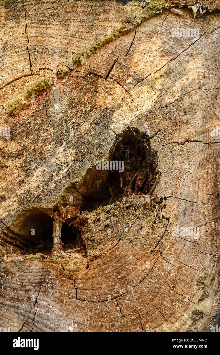 Rotting wooden structure hi-res stock photography and images - Alamy