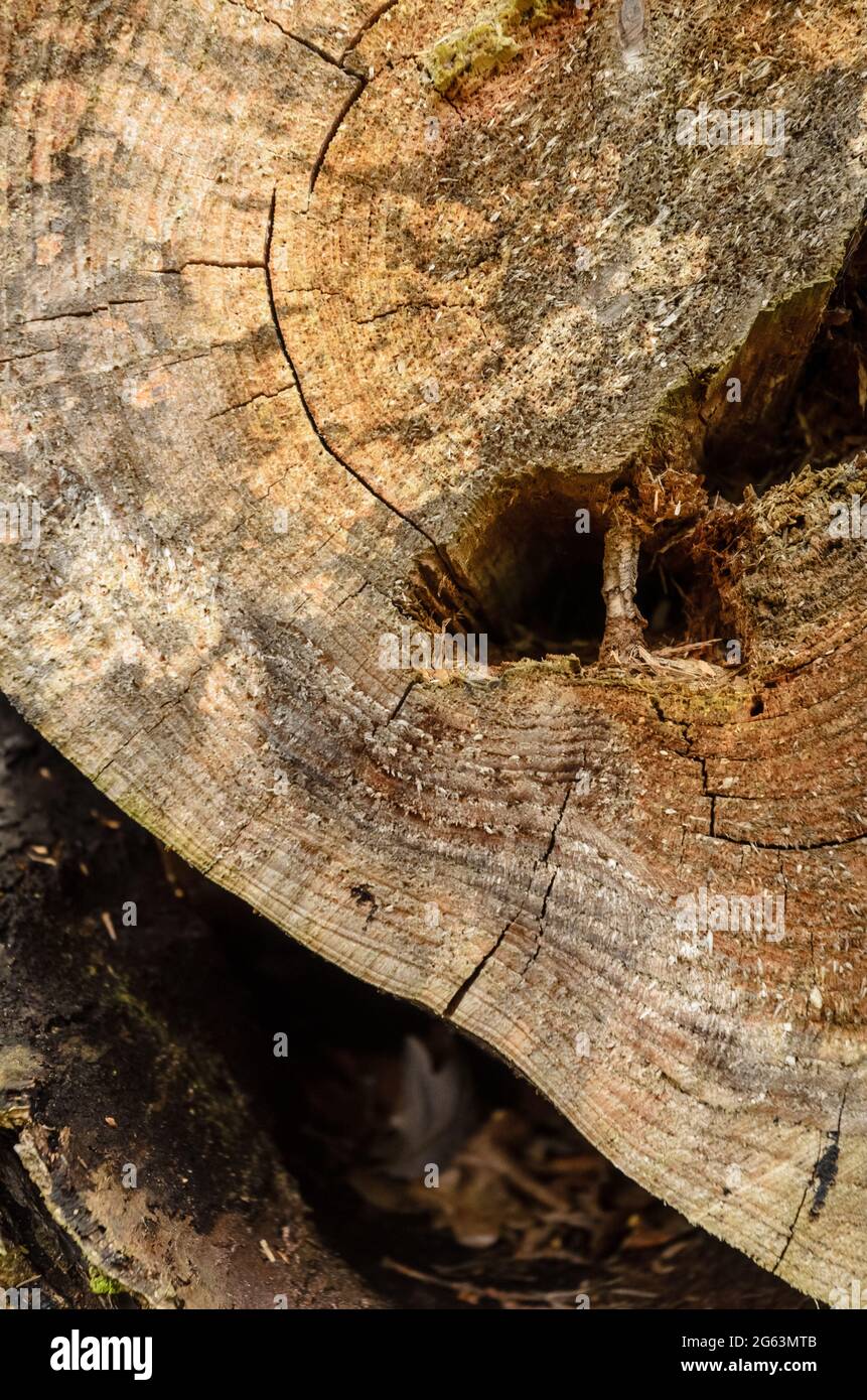 Rotting wooden structure hi-res stock photography and images - Alamy