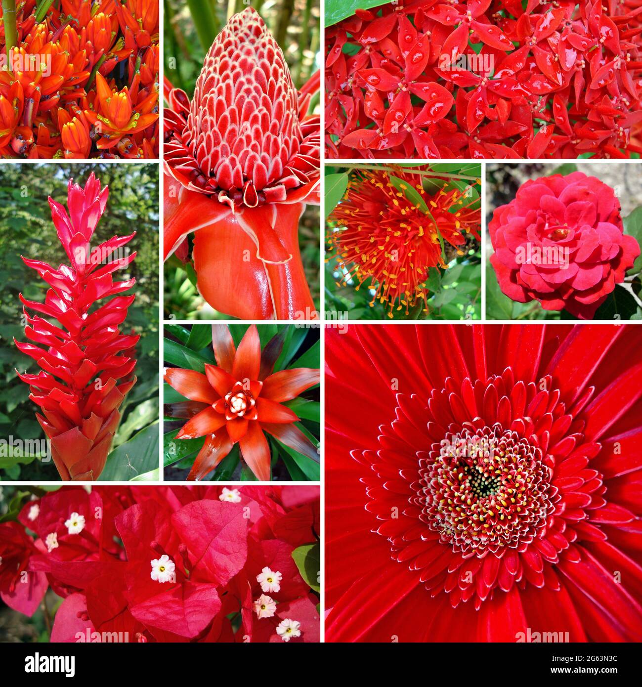 Set of red flowers Stock Photo - Alamy