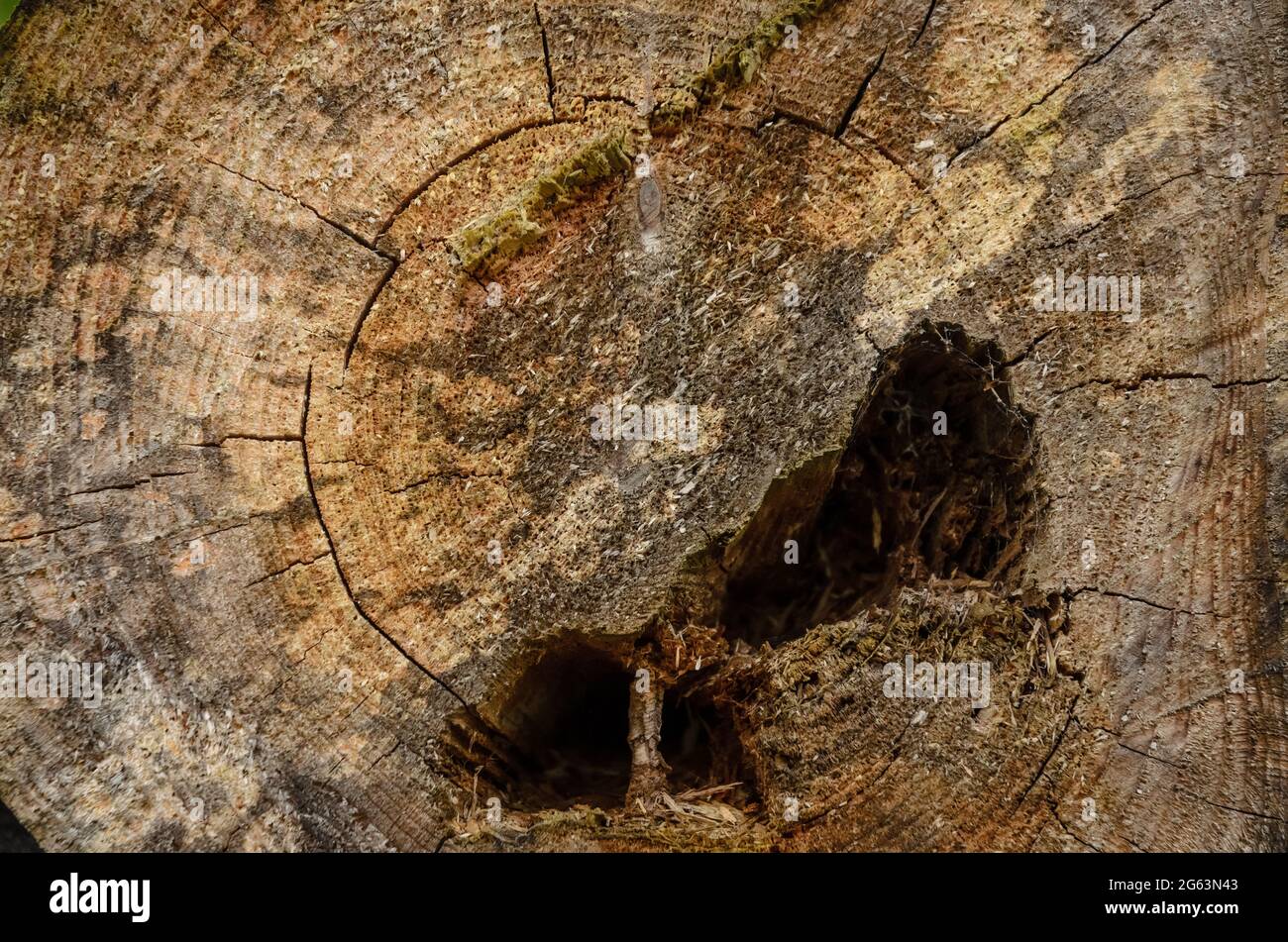 Rotting wooden structure hi-res stock photography and images - Alamy