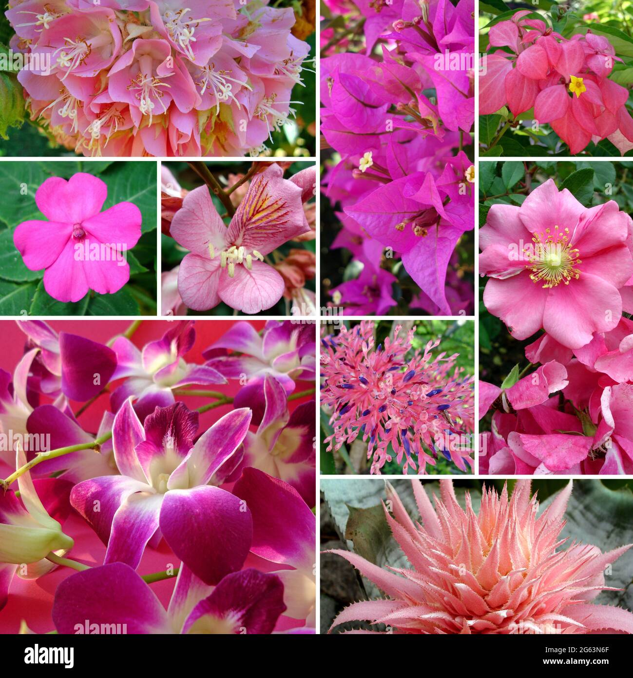 Set of pink flowers Stock Photo - Alamy