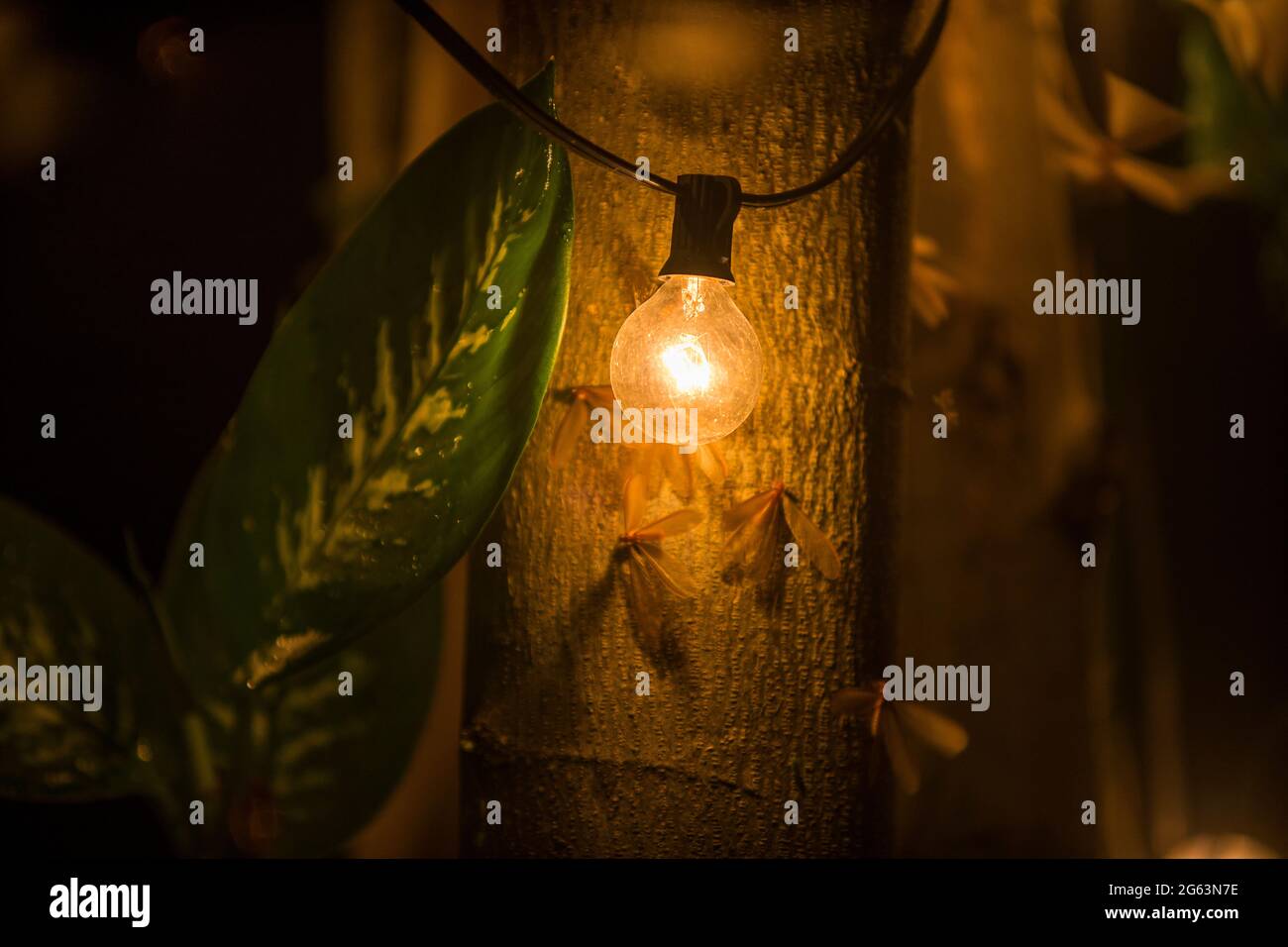 Moths Flying Around Lightbulb Dark summer night of tropical Rainforest ...