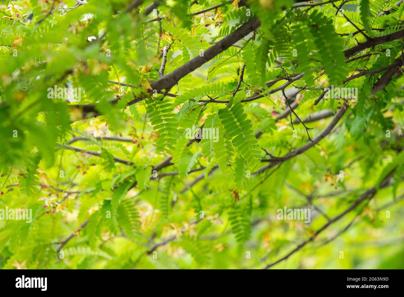 Beautiful tamarind leaves in soft focus and tree blur background ...