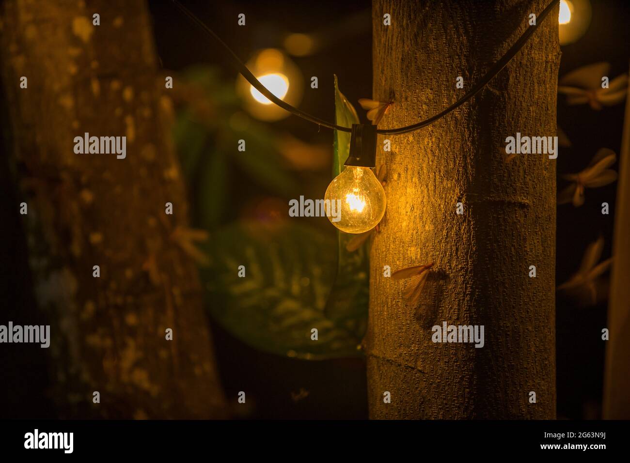 Moths Flying Around Lightbulb Dark summer night of tropical Rainforest ...