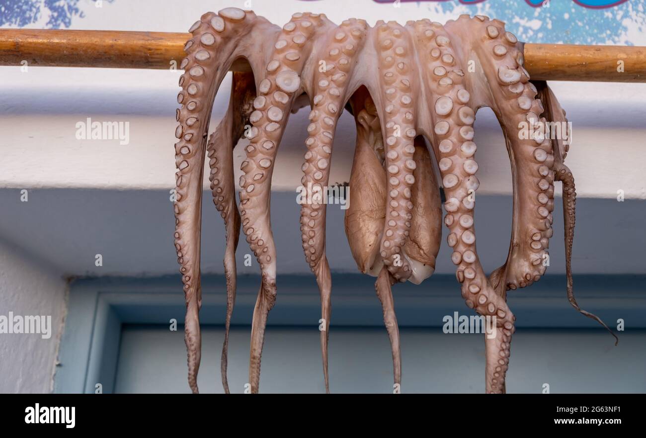 Octopus drying under the sun. Fresh caught mollusks on a wooden stick ...