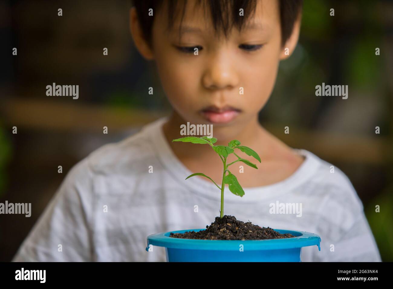 Asian boy look at green sprout in blue pot, look sad Stock Photo - Alamy