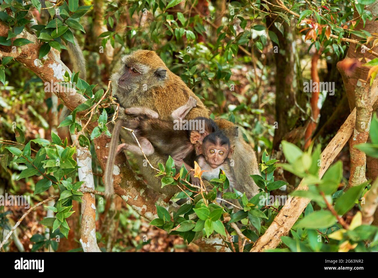 Wild monkeys on a tree branch Stock Photo - Alamy