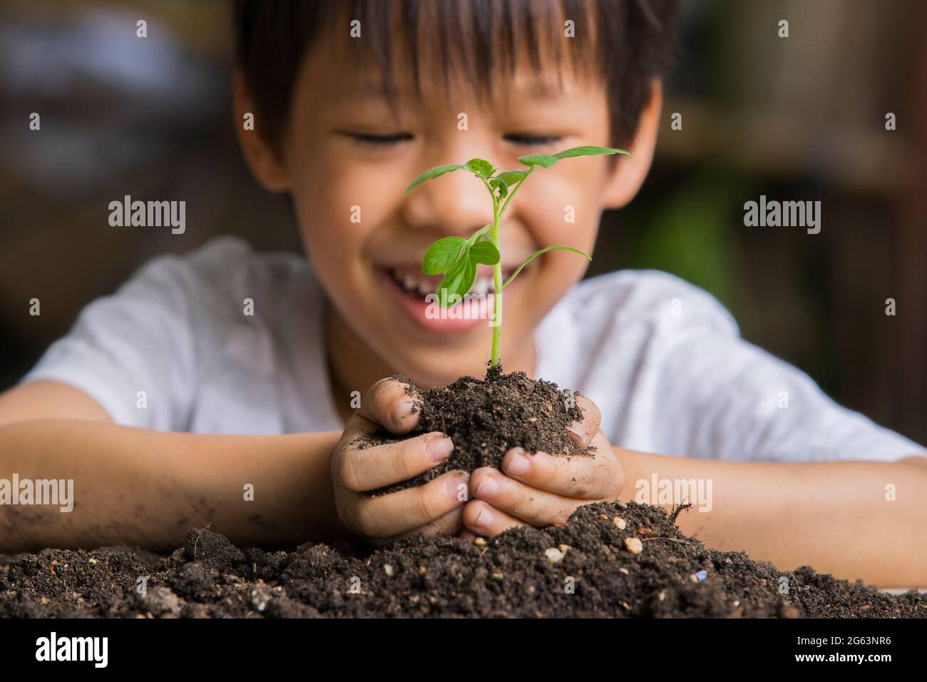 Selective focus of hands Asian child boy holding a little green plant ...