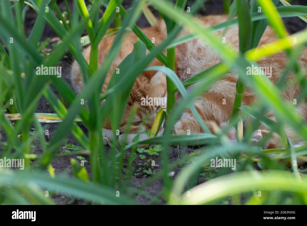 ginger cat is resting in a green flowerbed in summer, domestic ginger ...