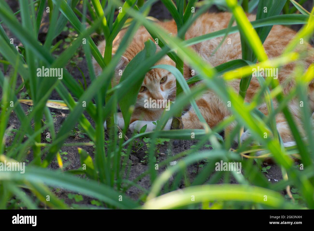 ginger cat is resting in a green flowerbed in summer, domestic ginger ...
