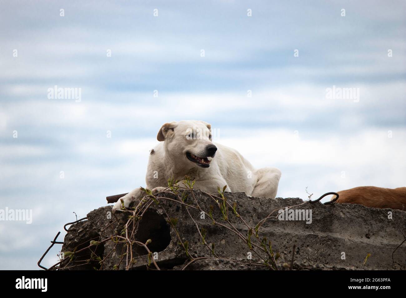 white street dog sits on concrete blocks above the fence against the ...