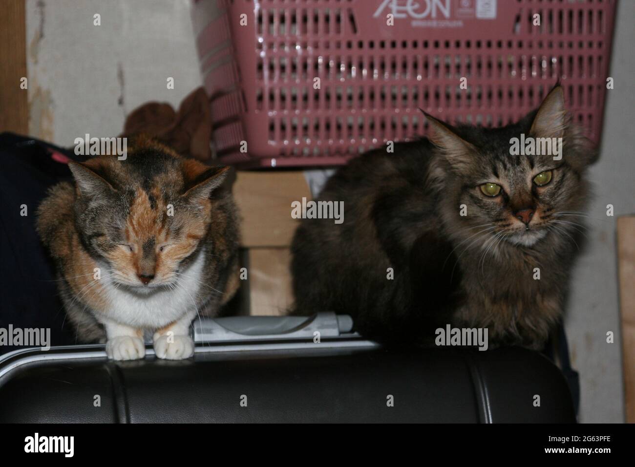 17 yo cat hi-res stock photography and images - Alamy