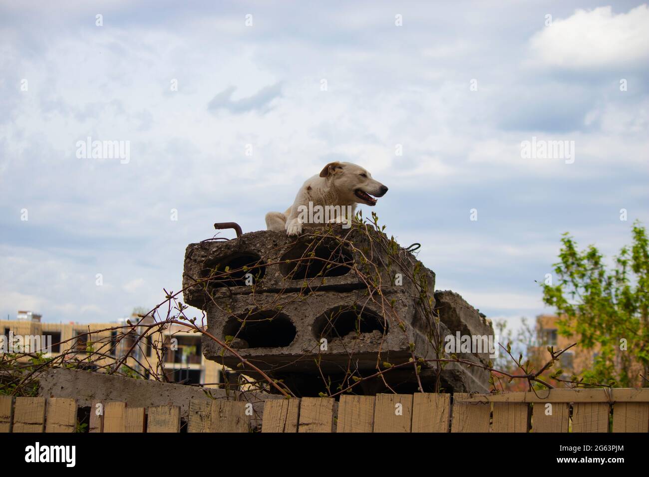 white street dog sits on concrete blocks above the fence against the ...