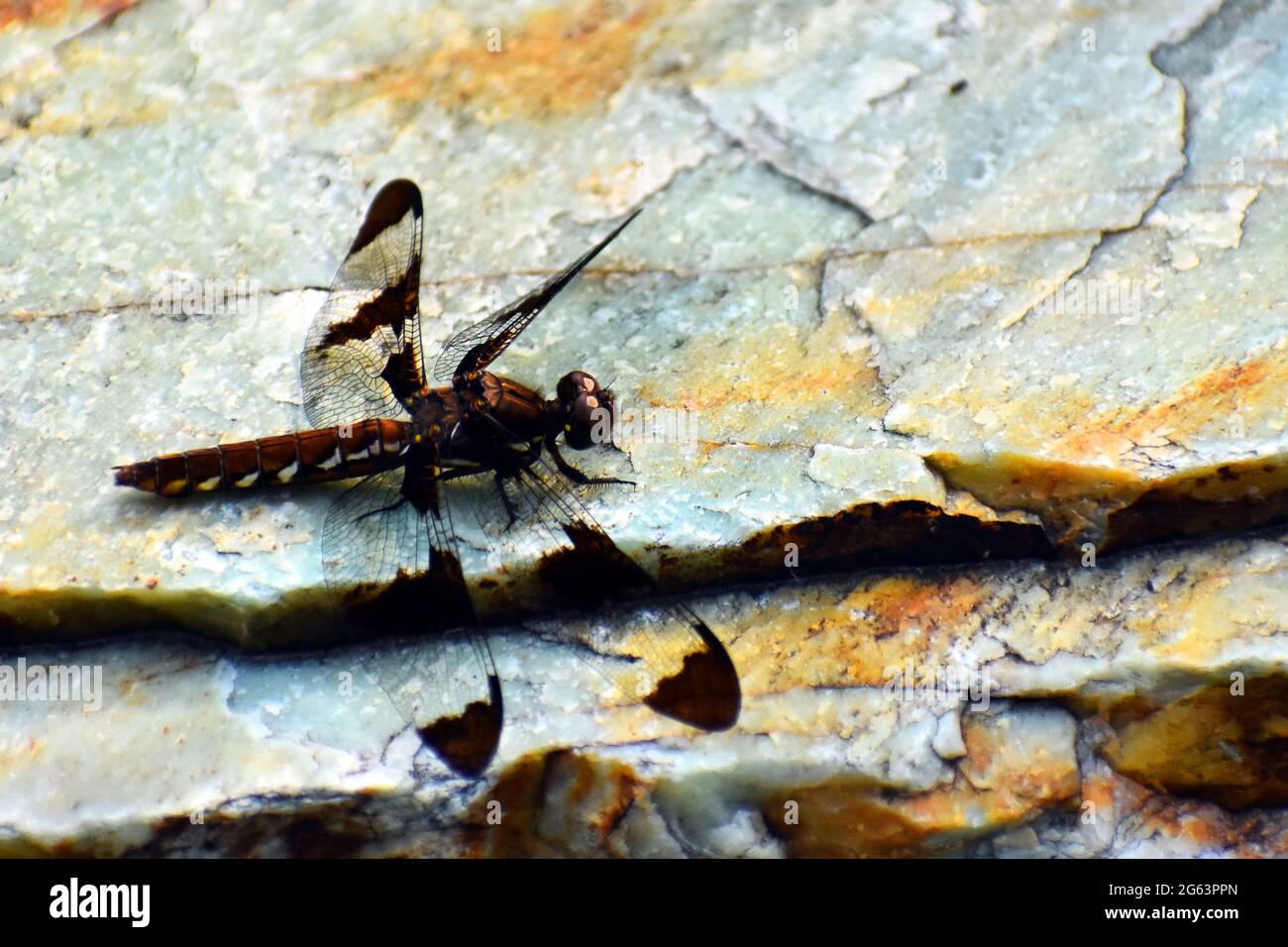 Female common whitetail dragonfly hi-res stock photography and images ...