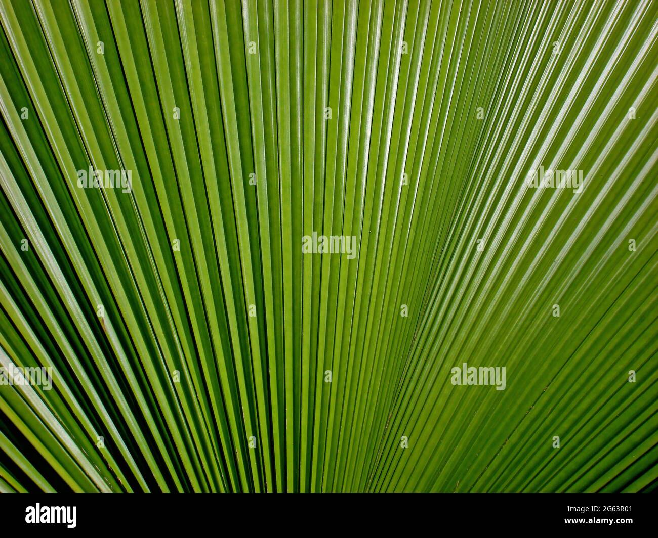 Palm tree leaf texture background Stock Photo - Alamy