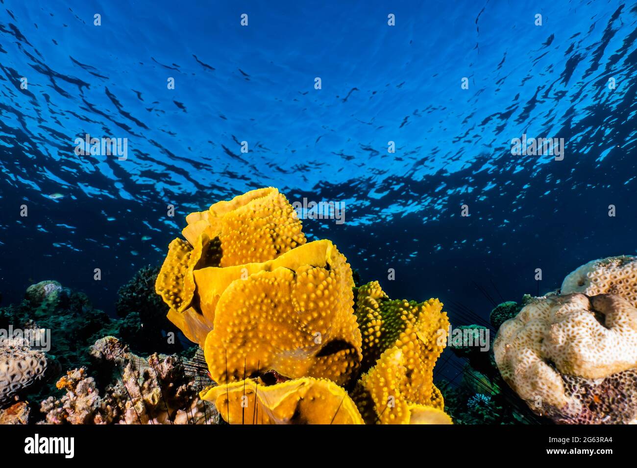 Coral reef and water plants in the Red Sea, Eilat Israel Stock Photo ...