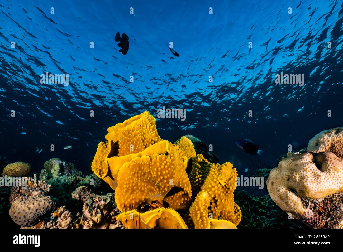 Coral reef and water plants in the Red Sea, Eilat Israel Stock Photo ...