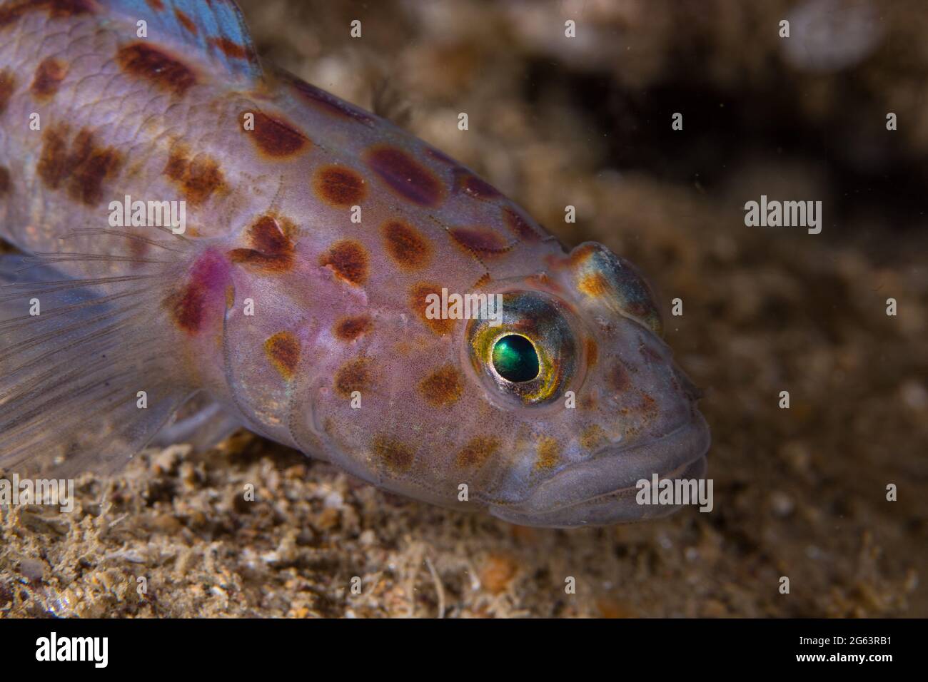 Plymouth sound national marine park hi-res stock photography and images ...