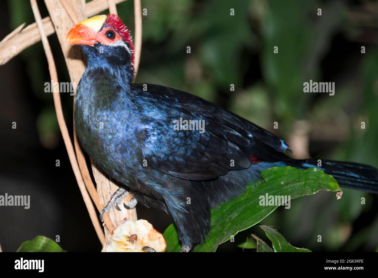 Violet Turaco (Tauraco violaceus Stock Photo - Alamy