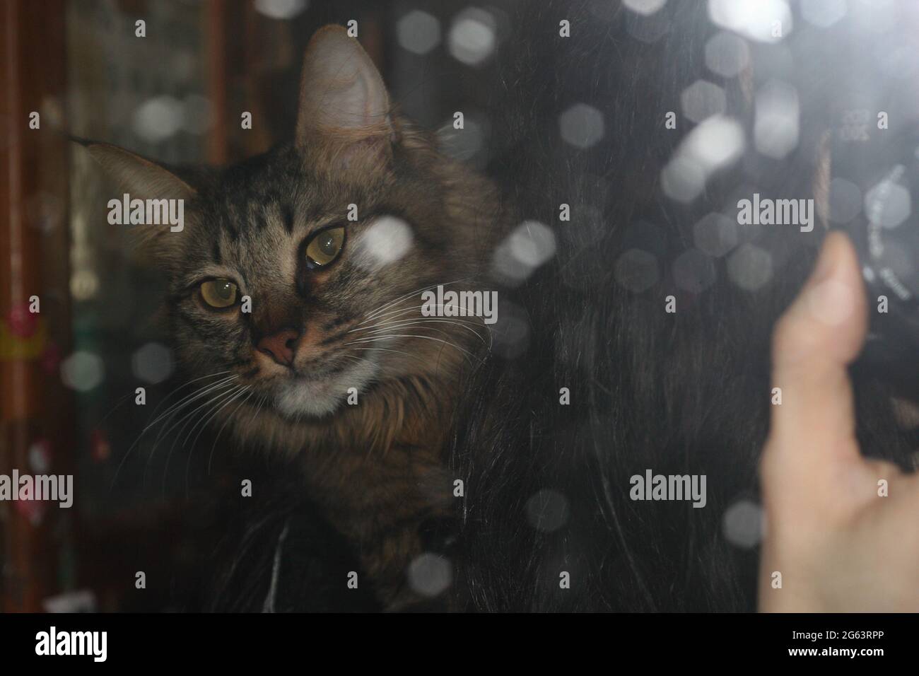 Kotaro hi-res stock photography and images - Alamy