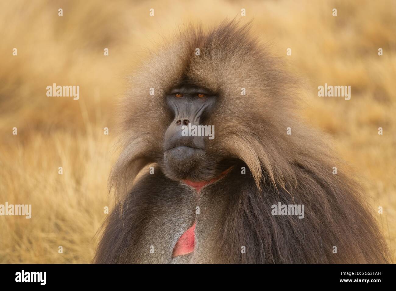 Gelada Baboon - Theropithecus gelada, beautiful ground primate from ...