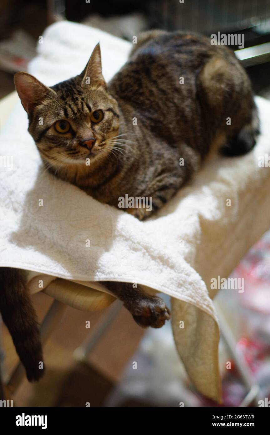 Dead cat hi-res stock photography and images - Alamy