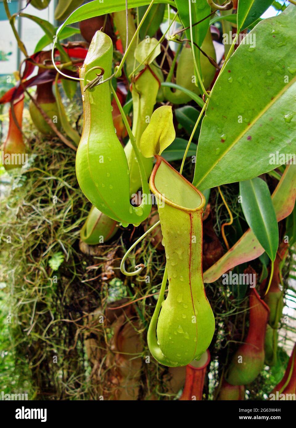 Nepenthes, carnivorous plant, insectivorous plant, Brazil Stock Photo - Alamy