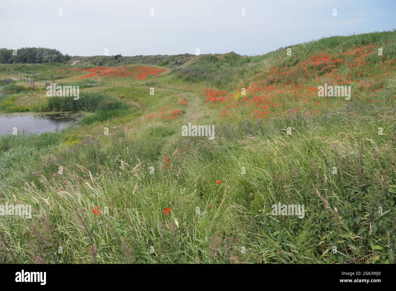 A sand dune landscape by the Dutch coast, filled with grasses and ...