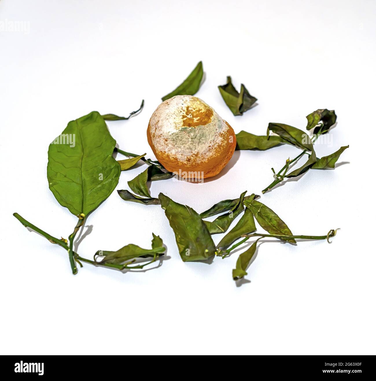 Moldy spoiled tangerine and dried green leaves on a white background ...