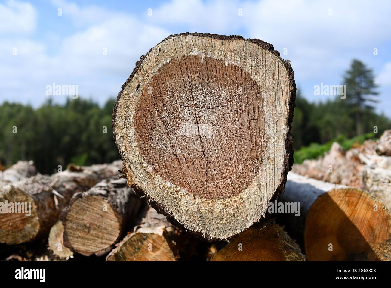 Forest Management in the New Forest Hampshire removing trees for timber ...