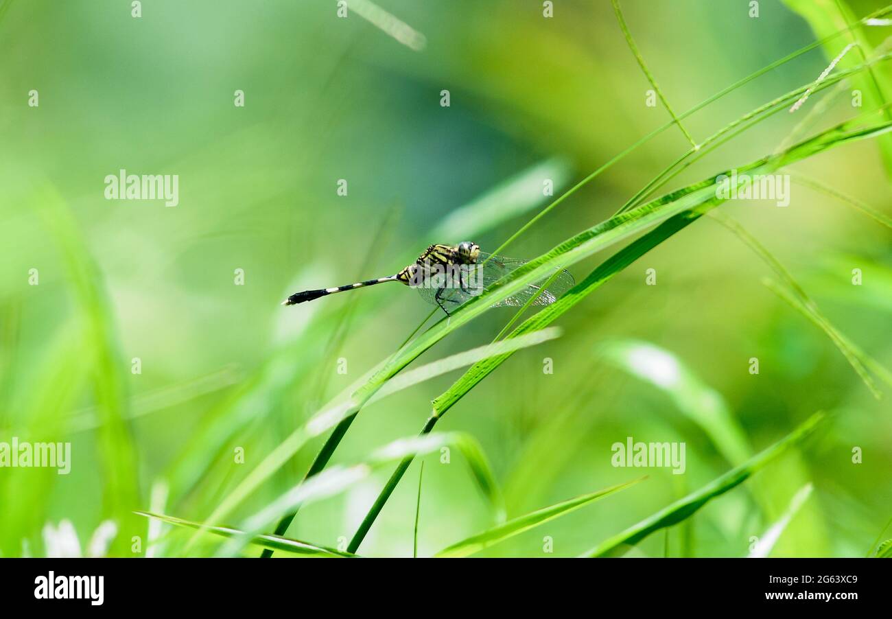 Dragon fly in portrait. Insects in sri lanka Stock Photo - Alamy
