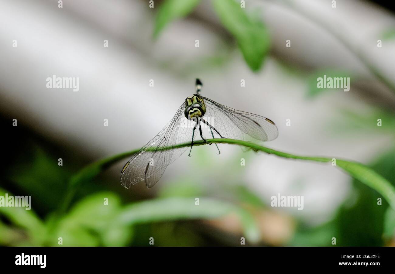 Dragon fly in portrait. Insects in sri lanka Stock Photo - Alamy