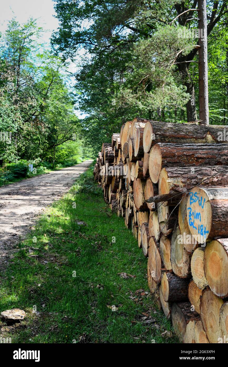 Forest Management in the New Forest Hampshire removing trees for timber ...