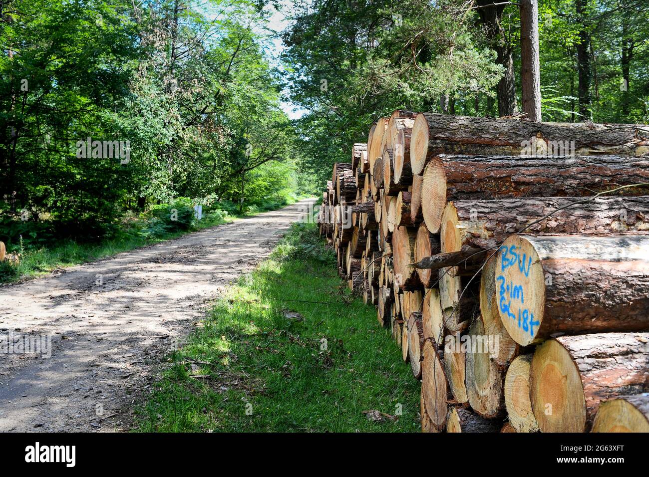 Forest Management in the New Forest Hampshire removing trees for timber ...