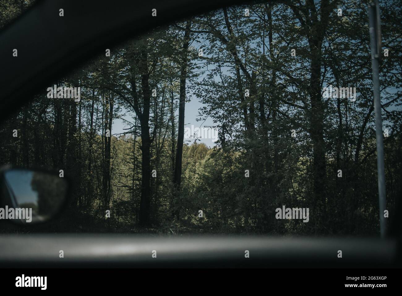 Lush tall trees near the road with a view from a car window Stock Photo ...