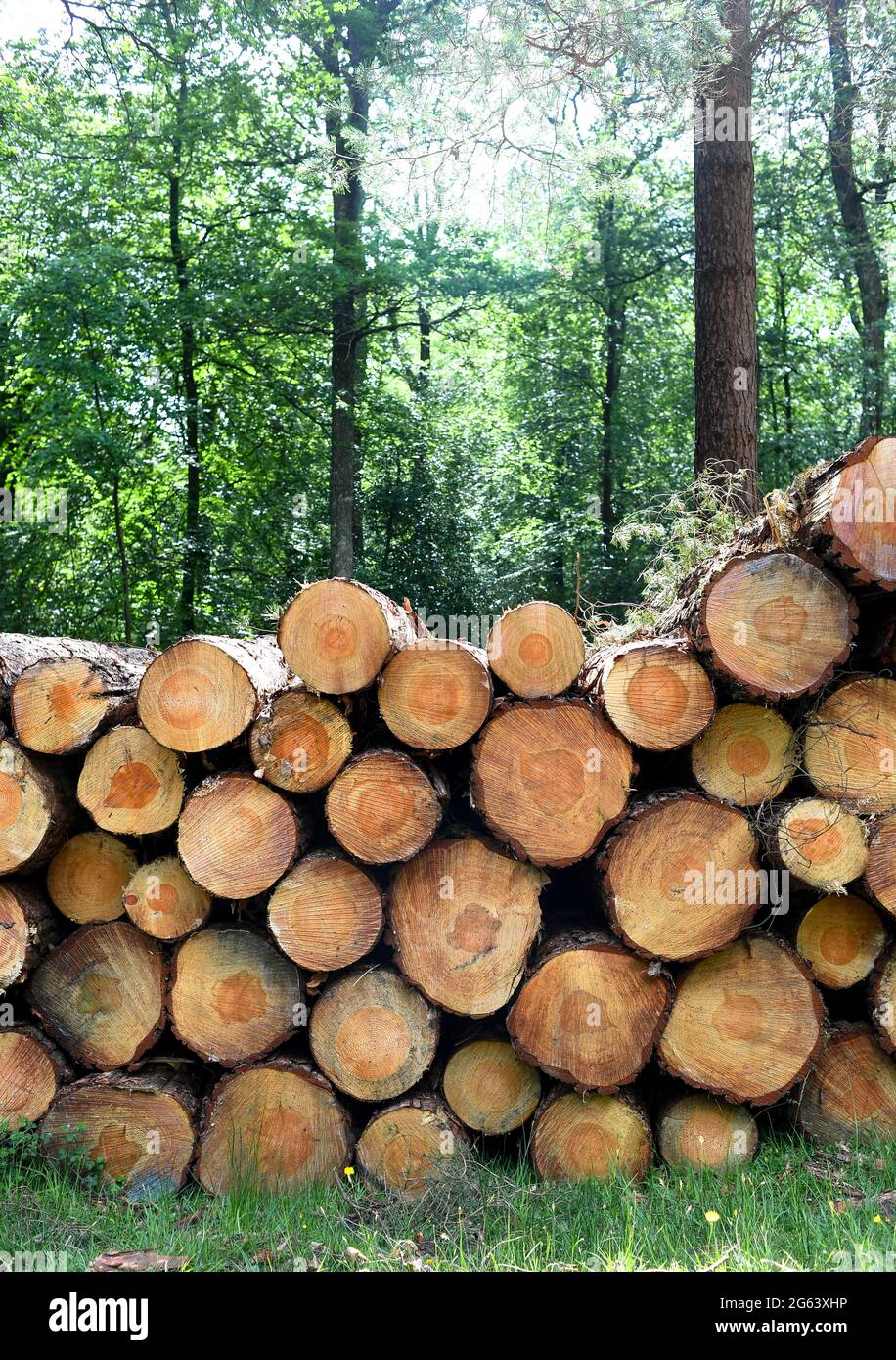 Forest Management in the New Forest Hampshire removing trees for timber ...