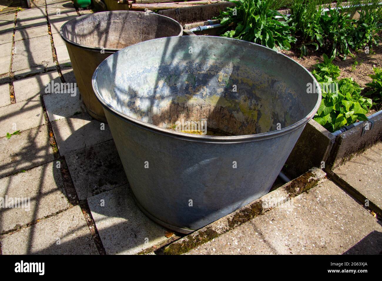 Round metal trough for water in a abandoned greenery Stock Photo - Alamy