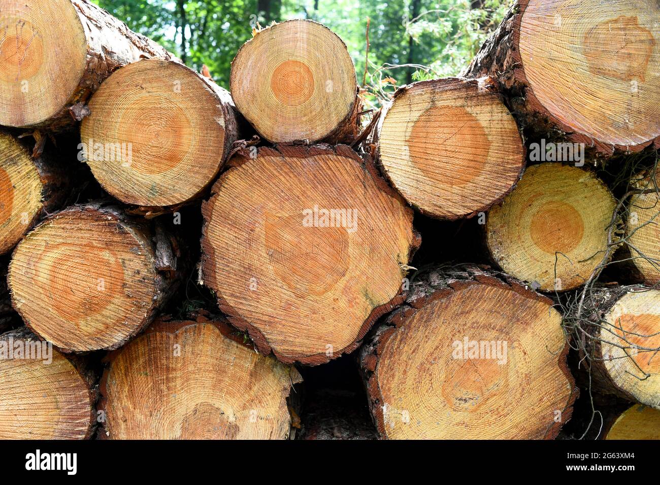 Forest Management in the New Forest Hampshire removing trees for timber ...