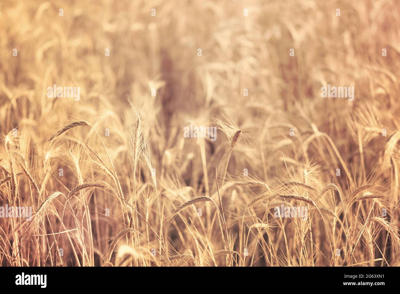cornfield. Close up ripe ears of wheat about to be harvestedraw Stock ...