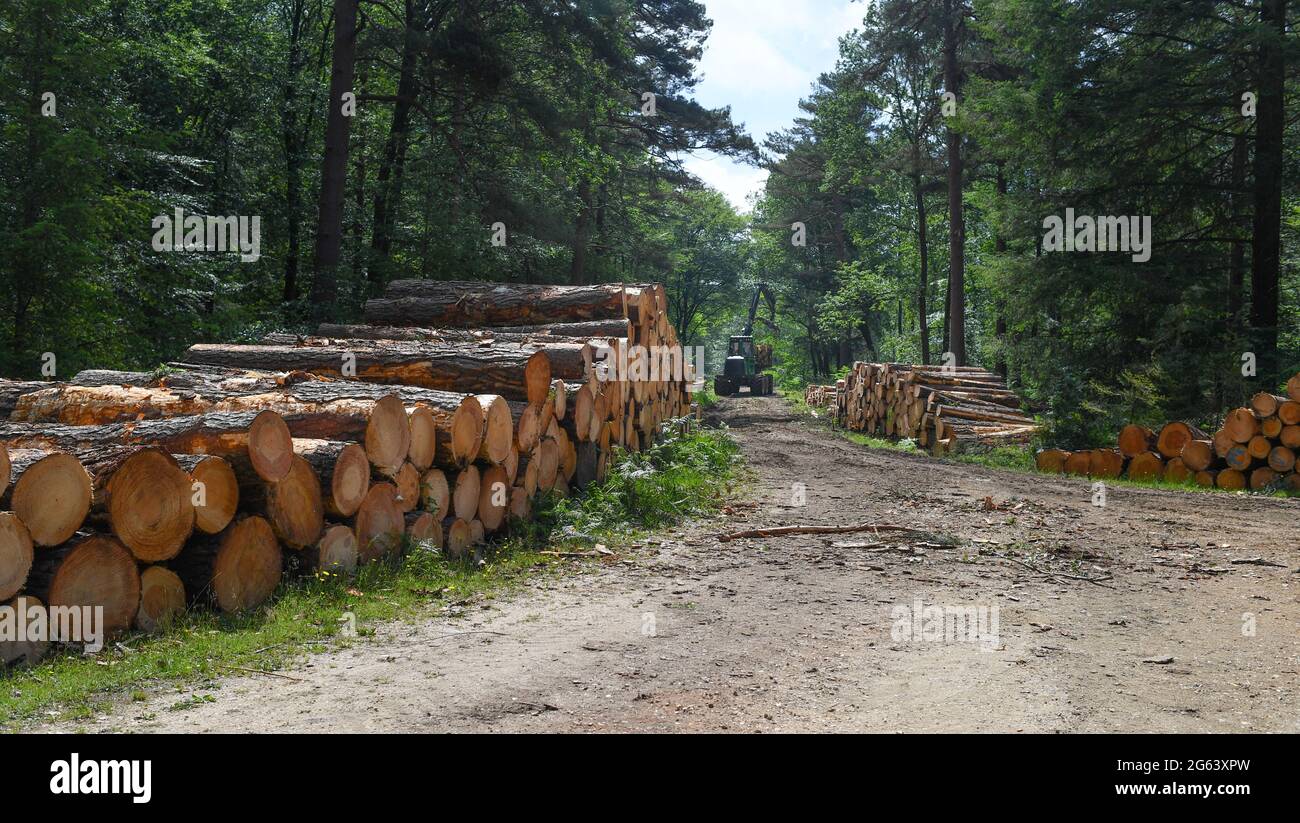 Forest management in the New Forest Hampshire England, trees being ...