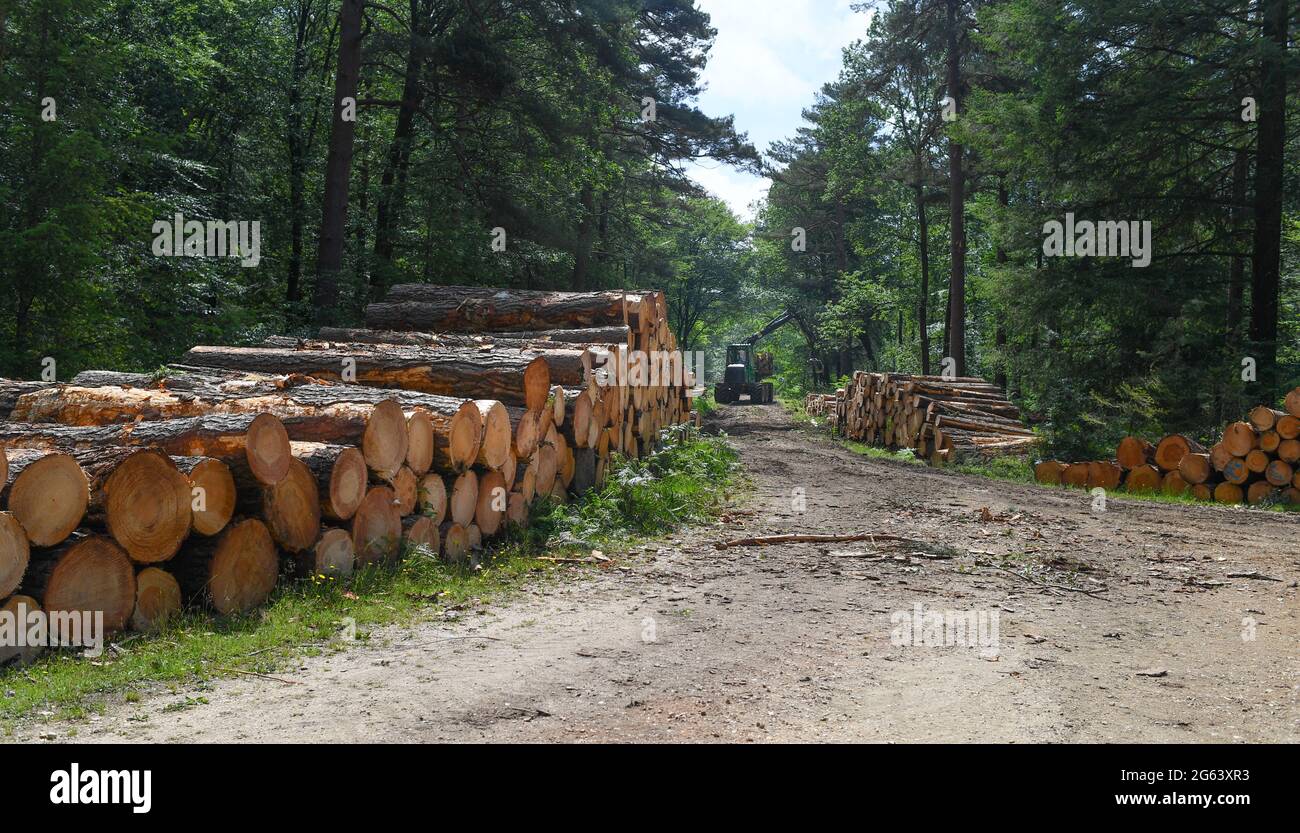 Deforestation england hi-res stock photography and images - Alamy