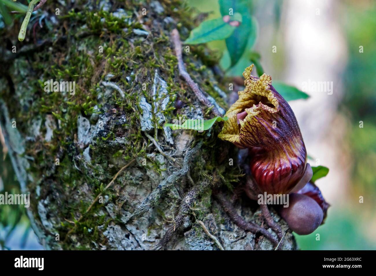 Calabash tree flower (Crescentia alata Stock Photo - Alamy