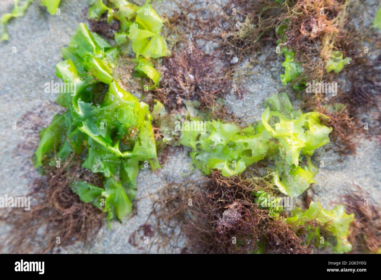 Backdrop of green seaweed hi-res stock photography and images - Alamy