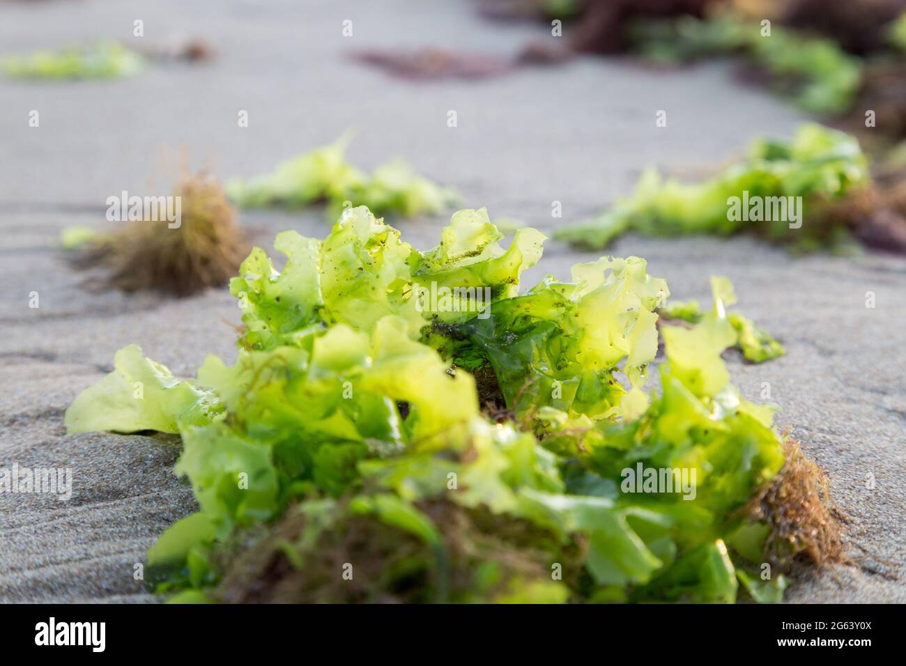 Green sea closeup hi-res stock photography and images - Alamy