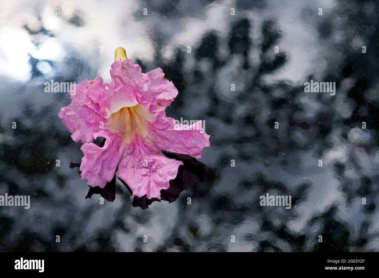 Surface flower hi-res stock photography and images - Alamy