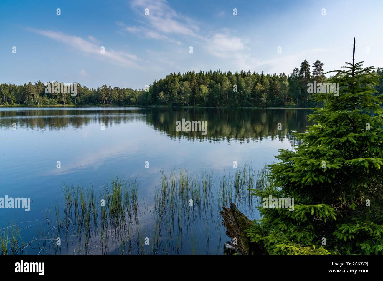 Swedish forest forests pine tree hi-res stock photography and images ...