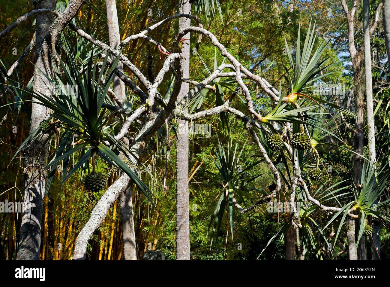 Common screwpine (Pandanus utilis), Rio Stock Photo - Alamy